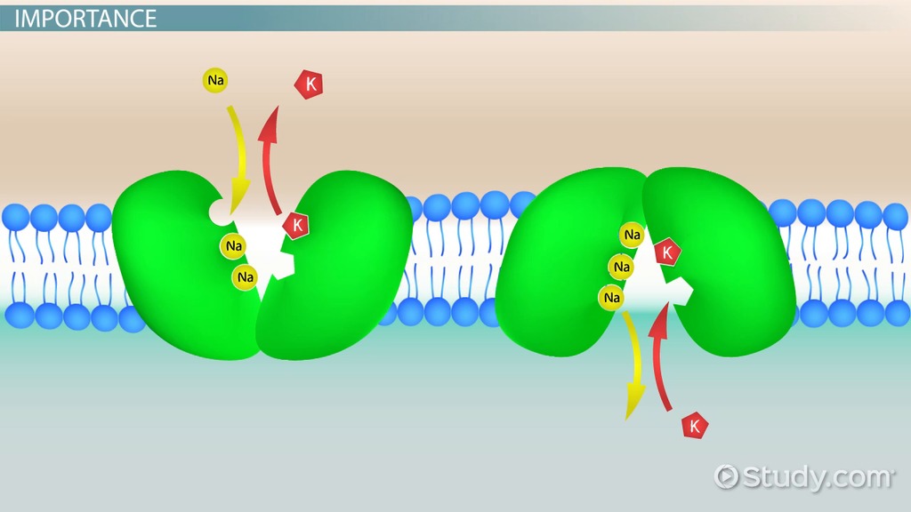 Cell Membrane Overview Functions Importance Lesson Study Cell Membrane Overview Functions Importance Lesson Study