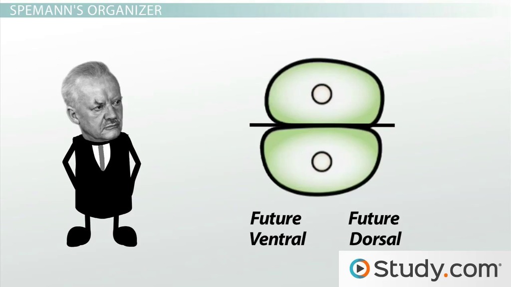 Spemann Organizer | Overview, Experiment & Importance - Lesson | Study.com