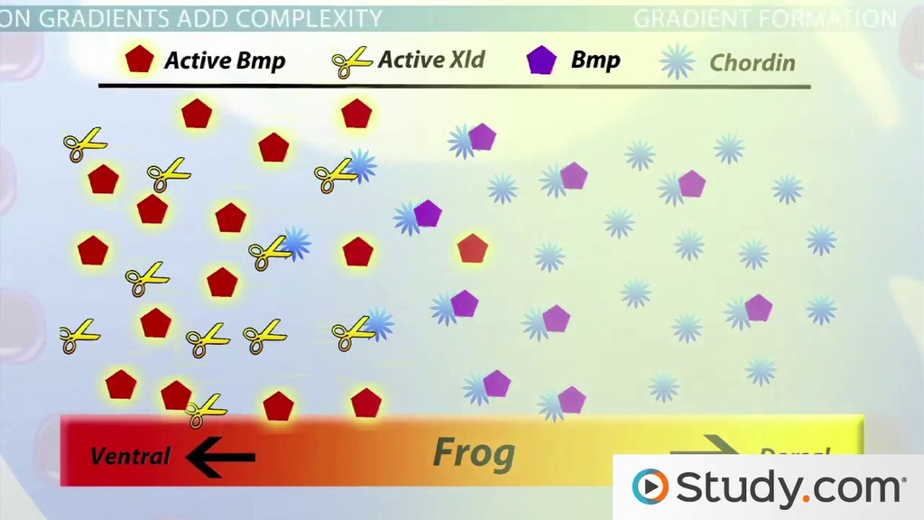 Concentration Gradients, Signaling Molecules & Inhibitors in ...