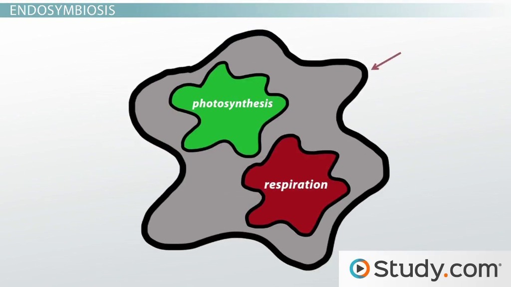 Endosymbiotic Theory Definition Evidence Examples Lesson Study Endosymbiotic Theory Definition Evidence Examples Lesson Study