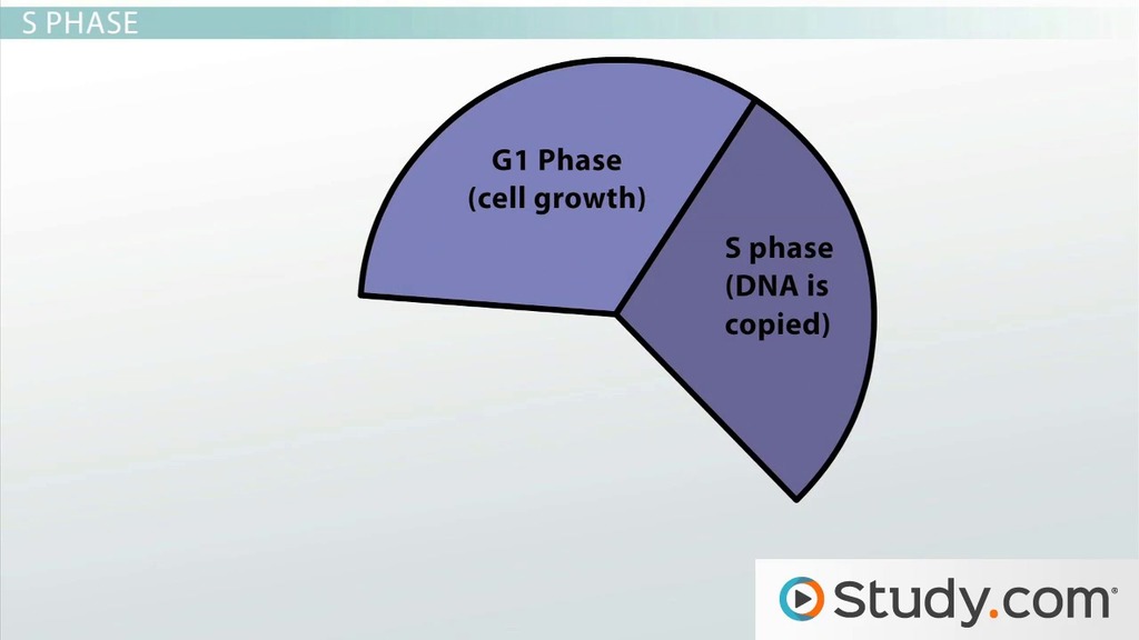 Cell Cycle Phases Interphase Cell Division Diagrams Video Cell Cycle Phases Interphase Cell Division Diagrams Video