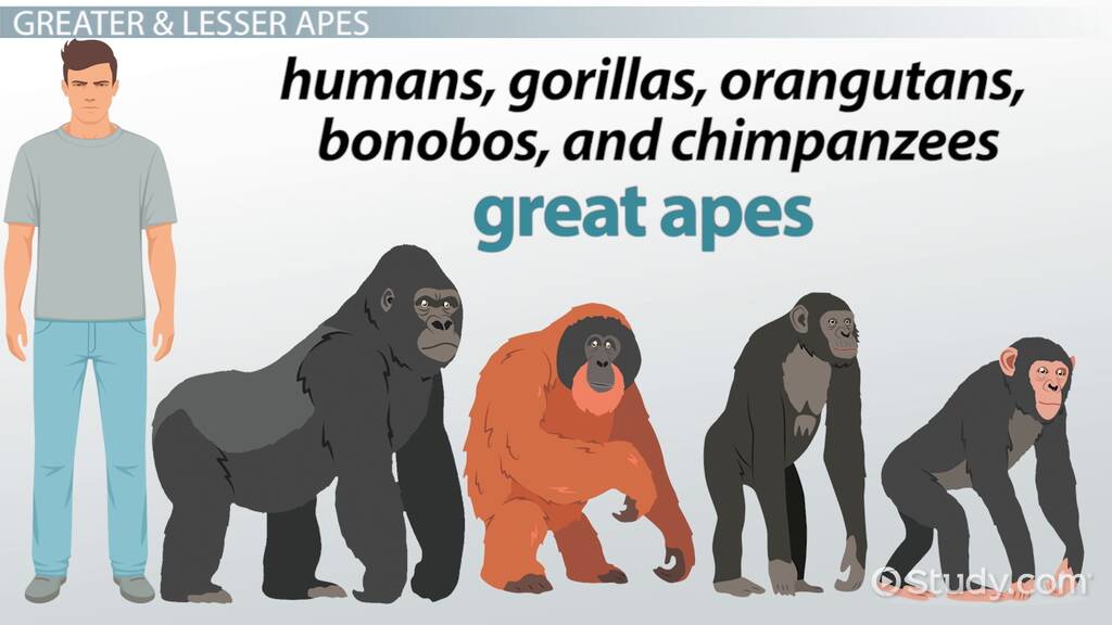 Ape Definition, Types & Classification - Lesson | Study.com