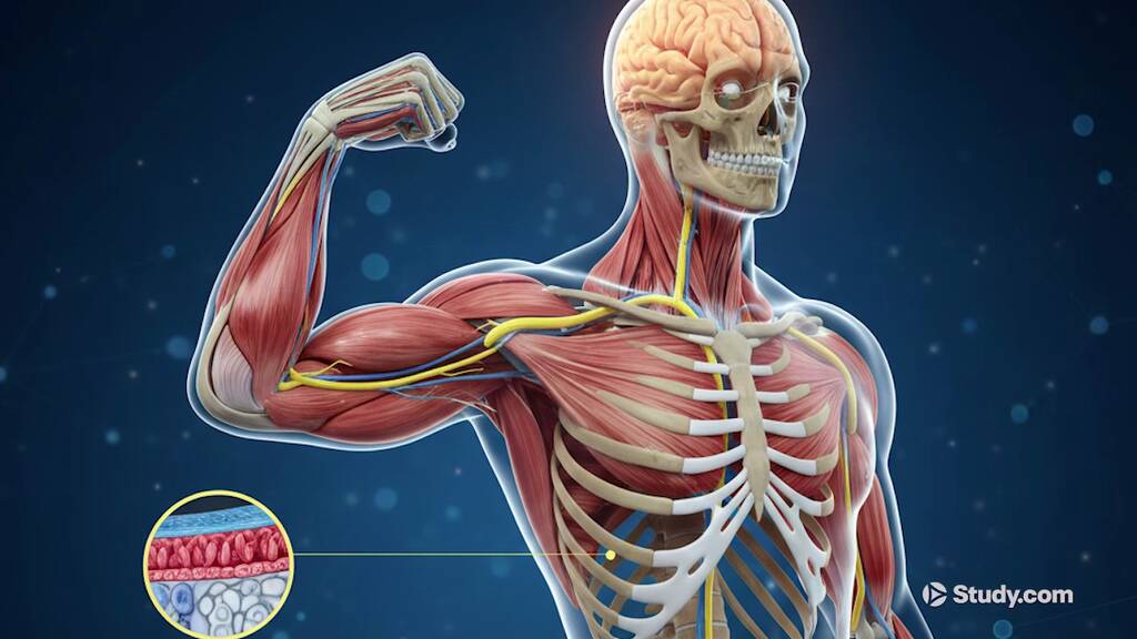 Muscle Fiber: Structures, Contraction & Relaxation - Lesson | Study.com