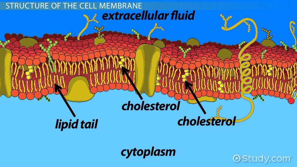 Homeostasis Role Process How Do Cells Maintain Homeostasis Video Homeostasis Role Process How Do Cells Maintain Homeostasis Video