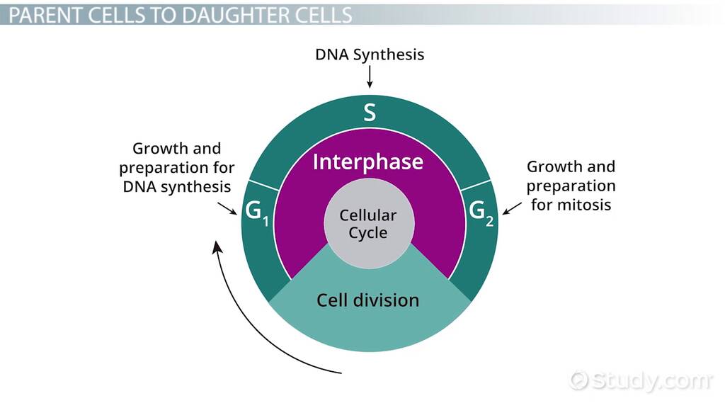Genetic Makeup Of Daughter Cells In Mitosis Mugeek Vidalondon Mitosis