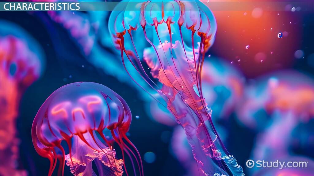 Cnidaria & Ctenophora | Habitat, Types & Characteristics - Lesson ...