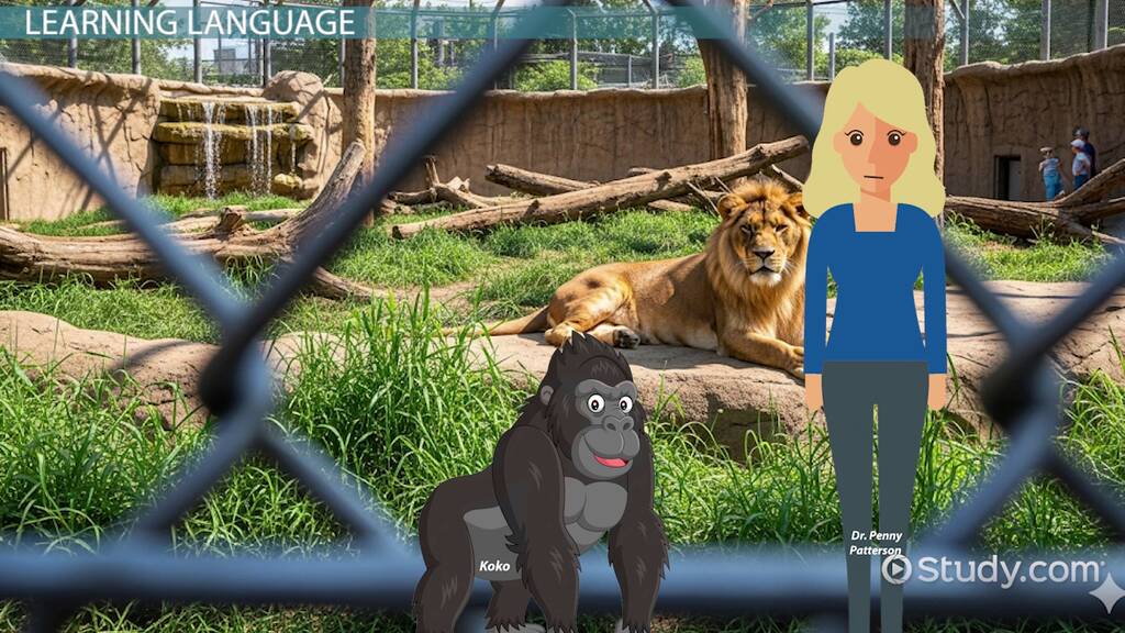 Koko the Gorilla: Biography, Sign Language & Art - Video | Study.com