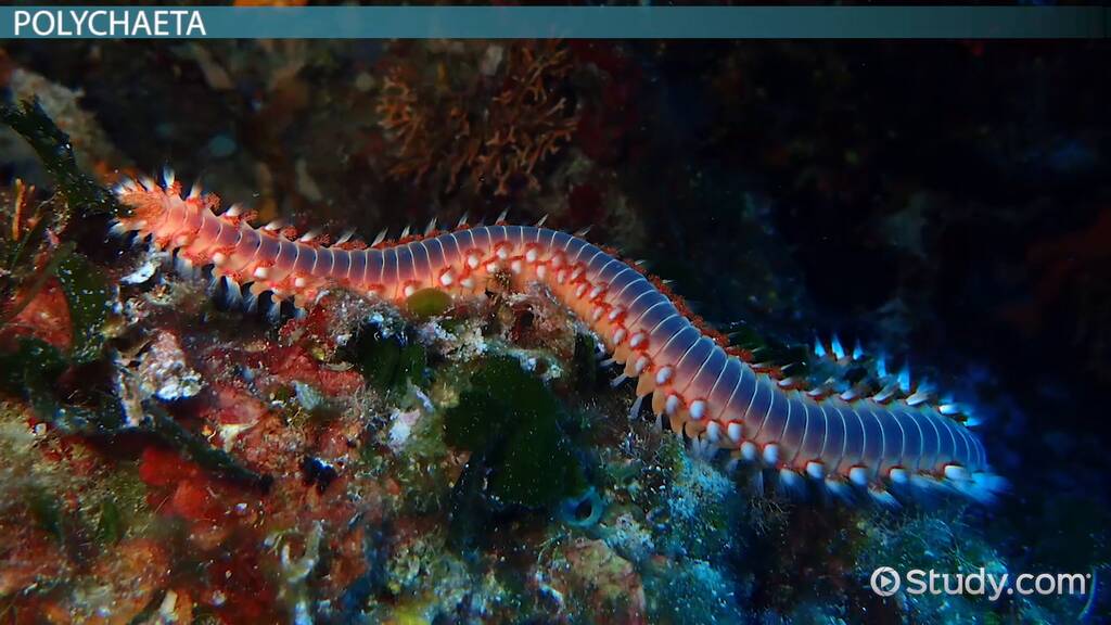Marine Segmented Worms Marine Segmented Worms