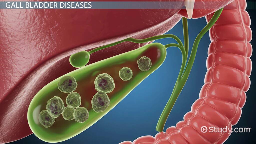 The Gall Bladder: Function & Usage - Video | Study.com