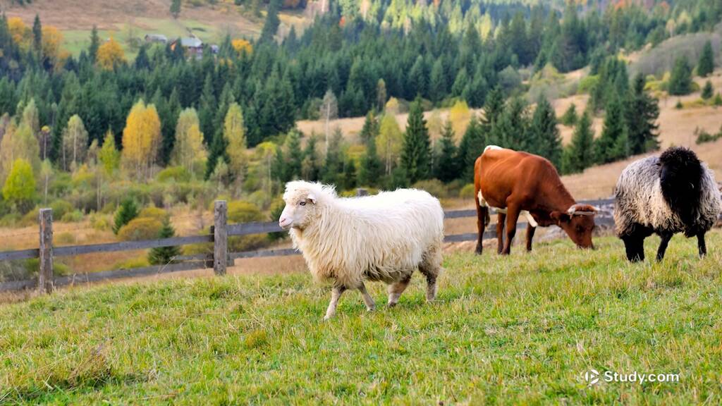 Steppe Climate | Definition, Types & Examples - Video | Study.com