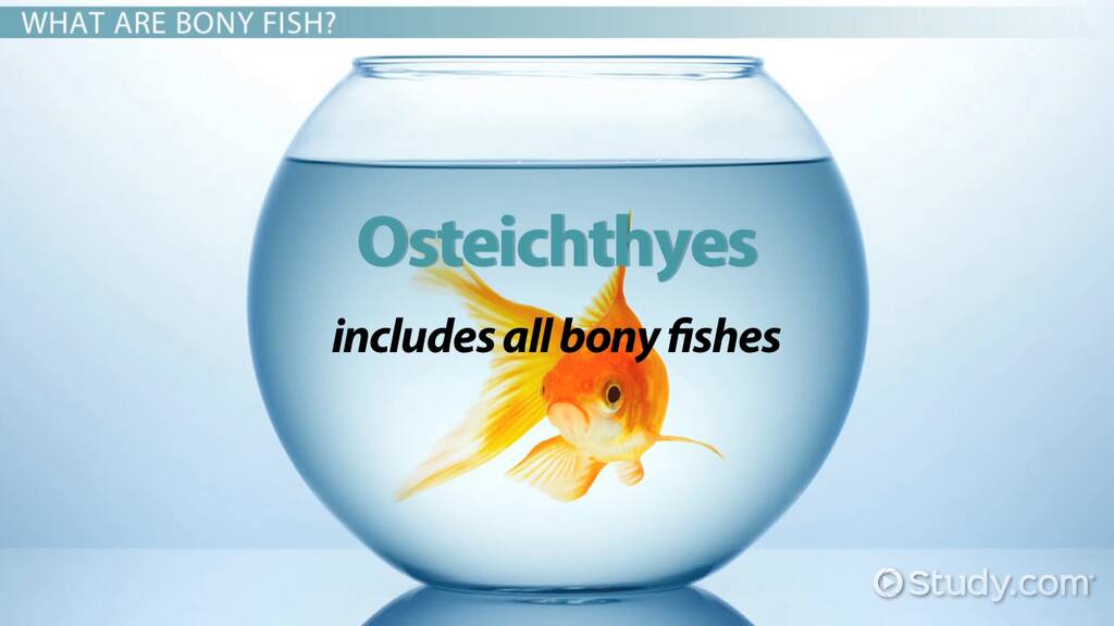 Goldfish Respiratory System Respiratory System Of Fish People