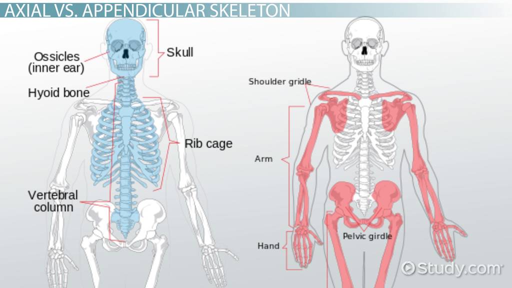 Axial Skeleton Label The Parts Of Skeletal System