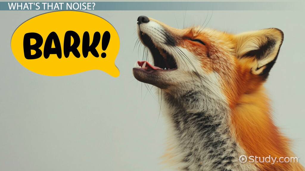 Sounds of Animals: Lesson for Kids - Lesson | Study.com