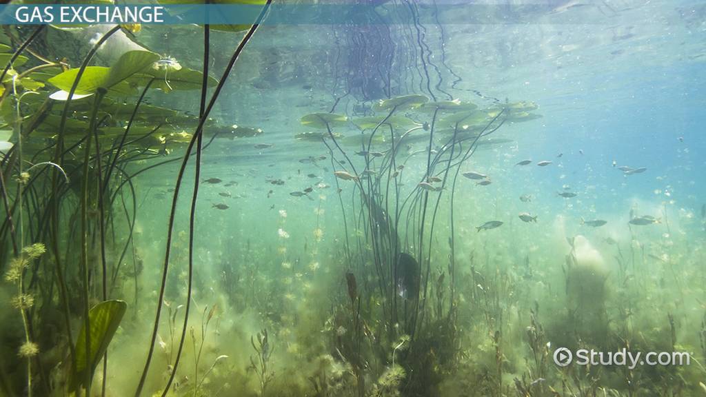 Adaptation Of Plants In An Aquatic Habitat Lesson Study Adaptation Of Plants In An Aquatic Habitat Lesson Study