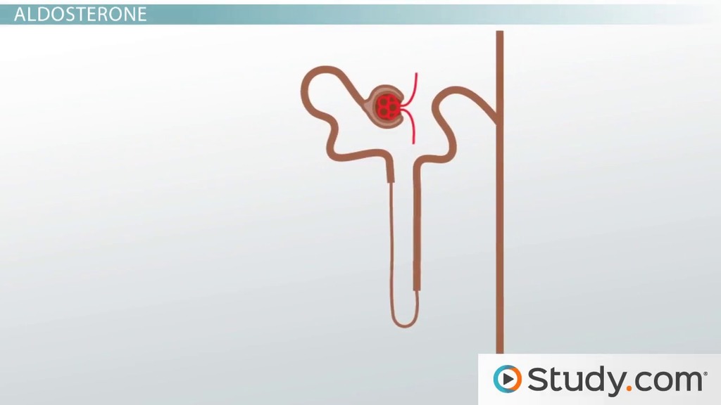 Renin Angiotensin Aldosterone System RAAS Steps Effects Video