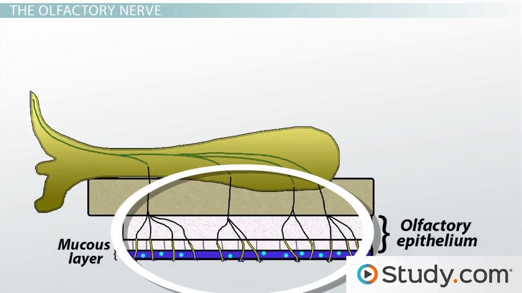 Olfactory Bulb Structures Function Location Video Lesson Olfactory Bulb Structures Function Location Video Lesson