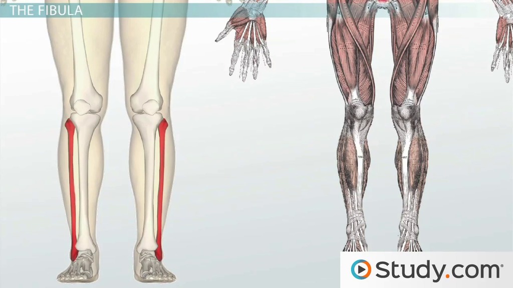 Leg Bones Anatomy Names Diagram Leg Foot Bones Video Lesson
