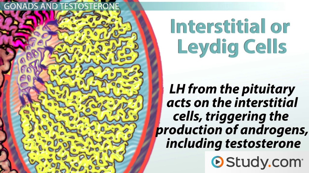 The HPG Axis: Hormones of Male Reproduction - Lesson | Study.com