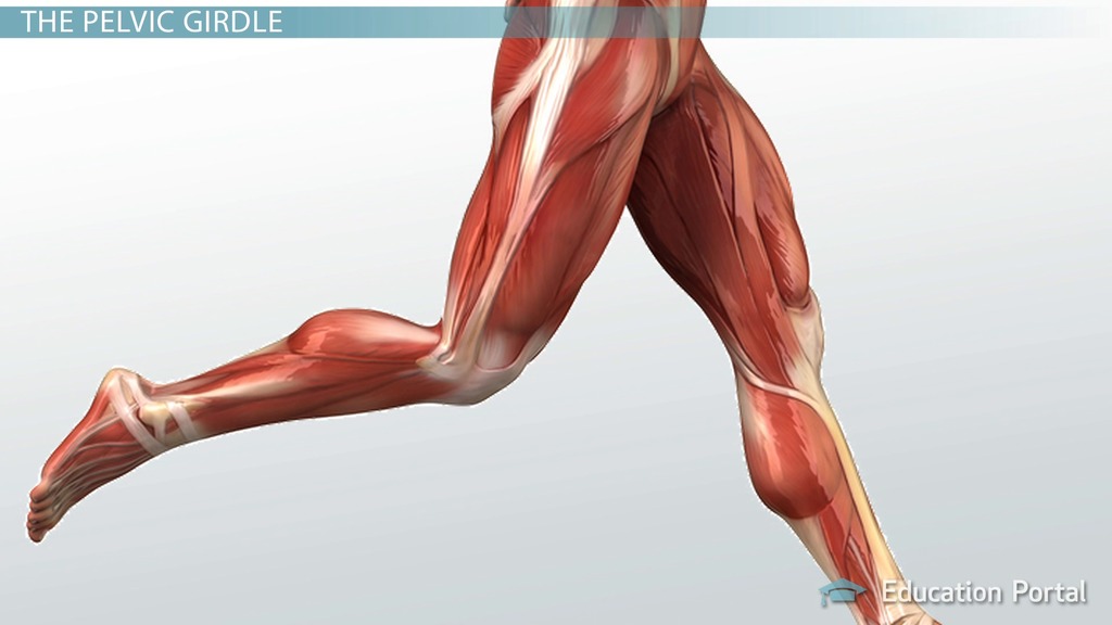 Upper Leg Muscles Anatomy Parts Functions Video Lesson