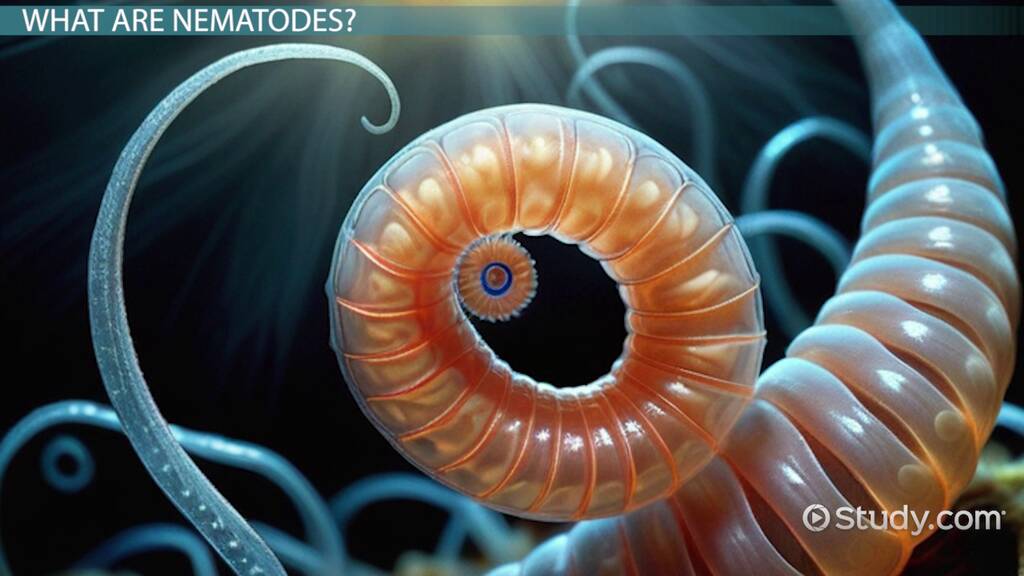 Reproduction of Nematoda | System & Process - Video | Study.com