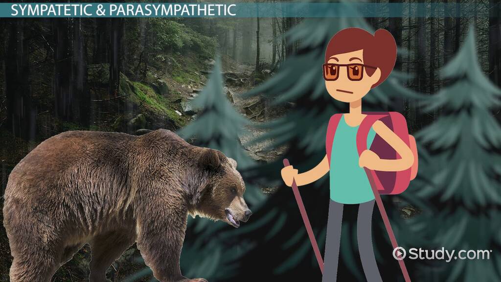 Sympathetic Nervous System Animation