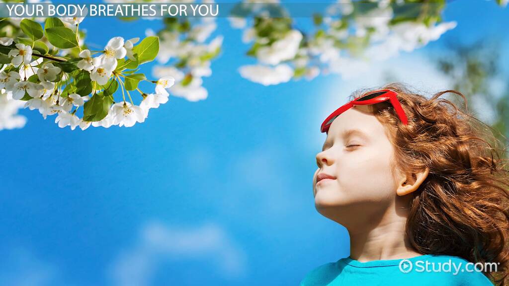 Respiratory System Function Lesson for Kids - Lesson | Study.com