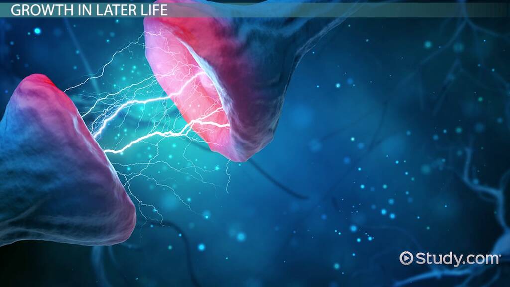 Synaptogenesis Overview, Definition & Phases - Video | Study.com