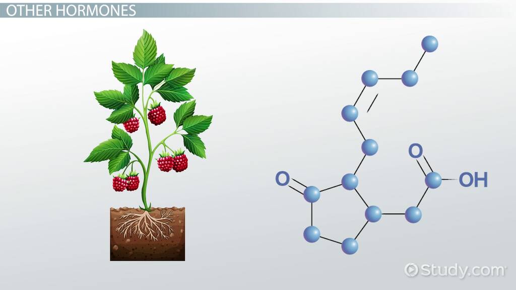 Senescence in Plants | Definition, Benefits & Hormones - Lesson | Study.com