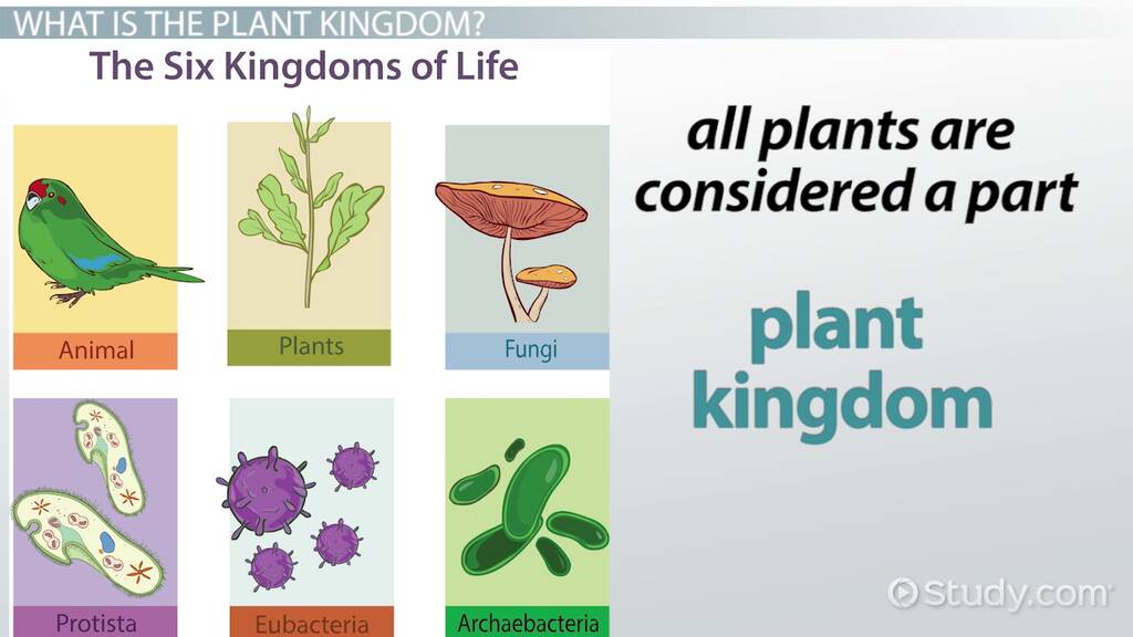 Top 138 Difference Between Plant And Animal Kingdom Top 138 Difference Between Plant And Animal Kingdom