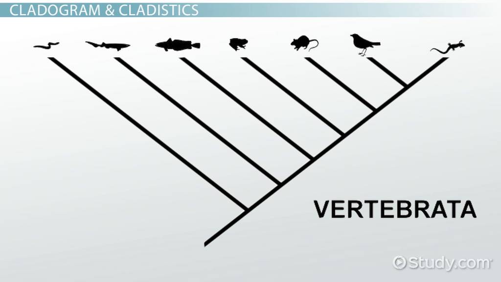 Cladogram Definition Examples Video Lesson Transcript Study Cladogram Definition Examples Video Lesson Transcript Study
