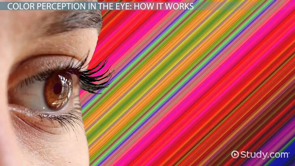 Young-Helmholtz Theory of Color Perception - Lesson | Study.com