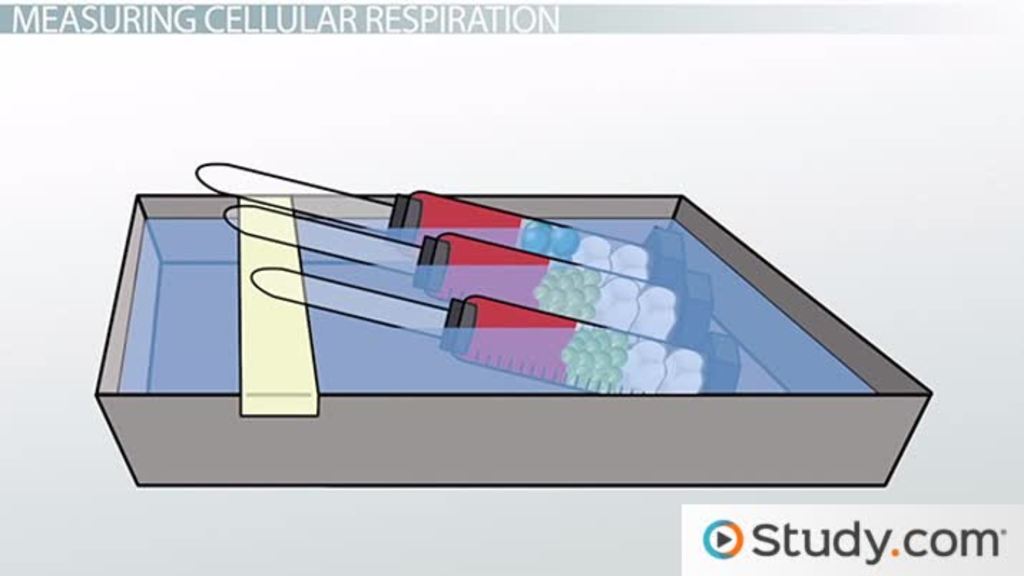 Cellular Respiration Biology Lab Video Lesson Transcript Study Cellular Respiration Biology Lab Video Lesson Transcript Study
