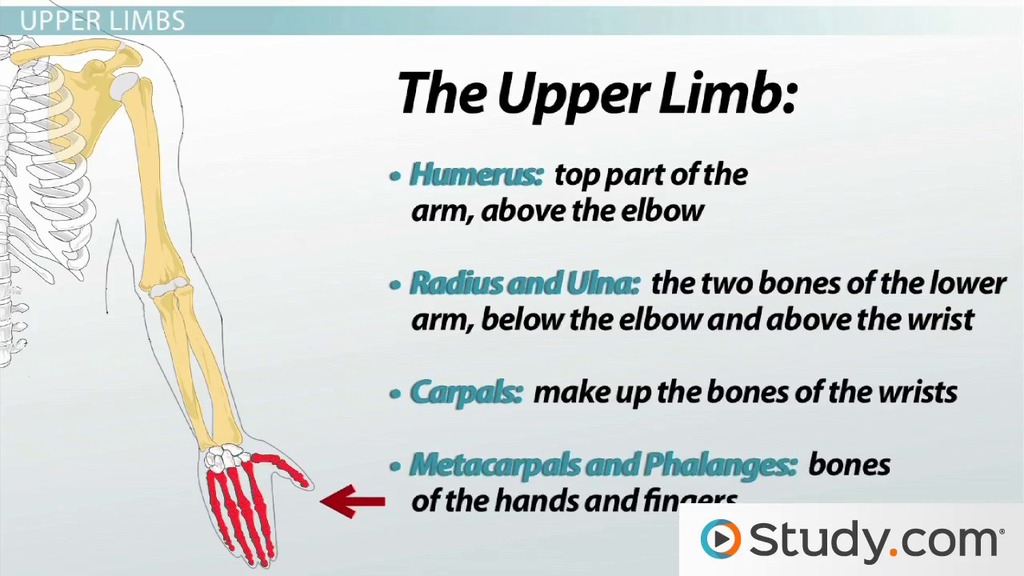 Human Body Skeleton System Upper Limbs Posterior View 40 OFF Human Body Skeleton System Upper Limbs Posterior View 40 OFF
