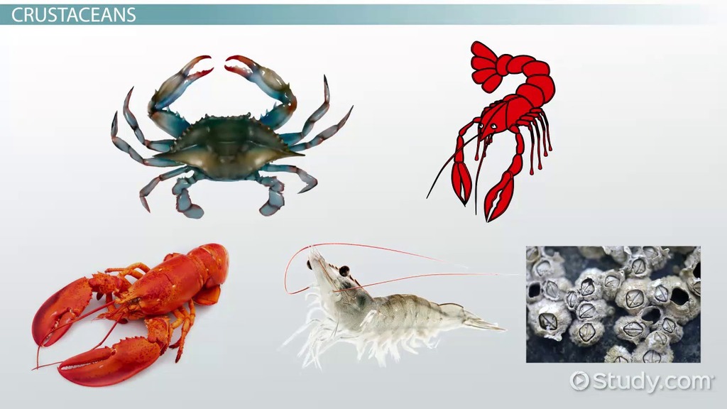 Arthropod Types Crustacea Chelicerata Uniramia Lesson Study