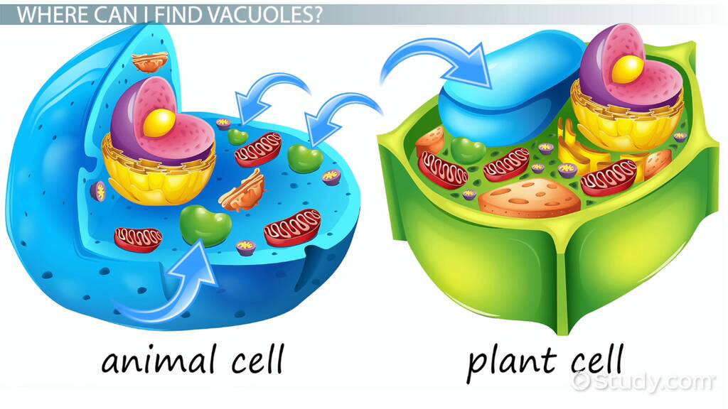 Vacuole Function Lesson For Kids Lesson Study Vacuole Function Lesson For Kids Lesson Study