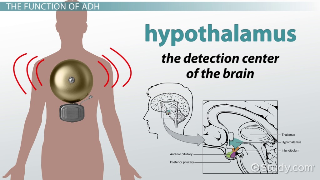 What Is ADH Definition Function Video Lesson Transcript What Is ADH Definition Function Video Lesson Transcript
