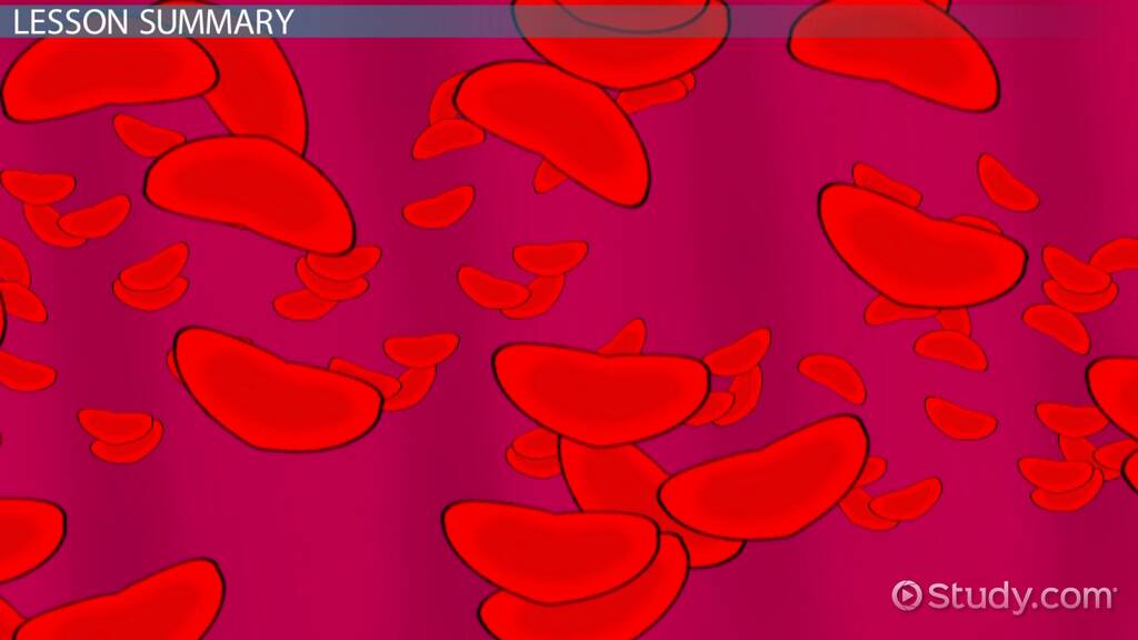 Heart Lesson for Kids - Lesson | Study.com