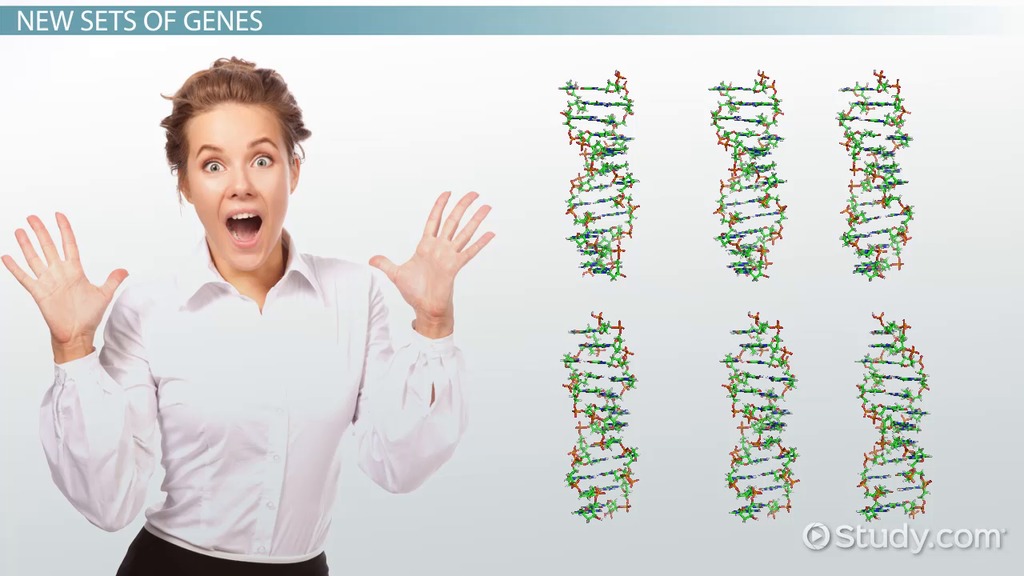 How Mutation & Gene Regulation Impact Developmental Genes - Lesson ...