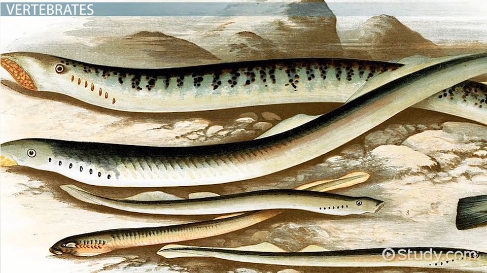 Evolution Of Chordates Video Lesson Transcript Study
