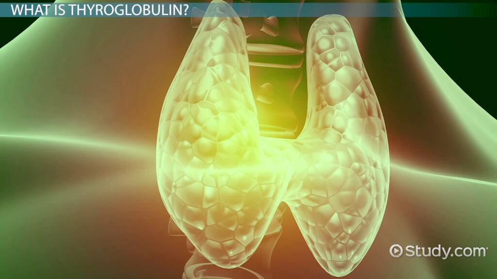 Thyroglobulin Antibody | Function, Range & Test - Lesson | Study.com