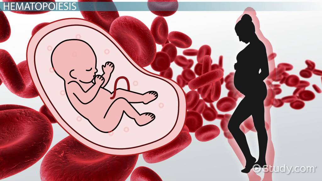 Hematopoiesis Definition, Types & Process - Lesson | Study.com