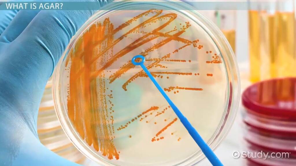 Agar Plate Bacteria Agar Plate Bacteria