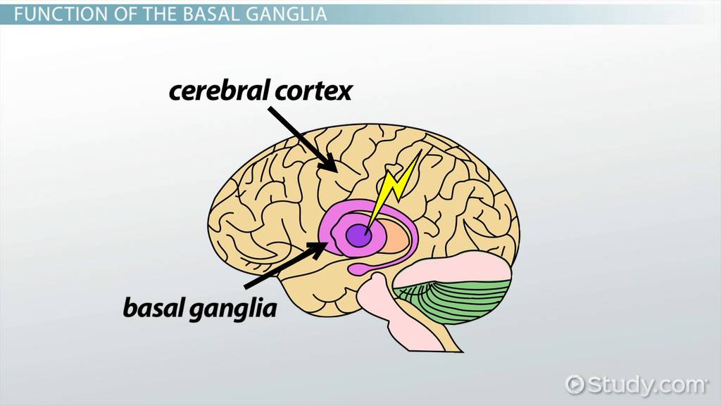 Basal Ganglia Circuit Diagram Circuit Diagram