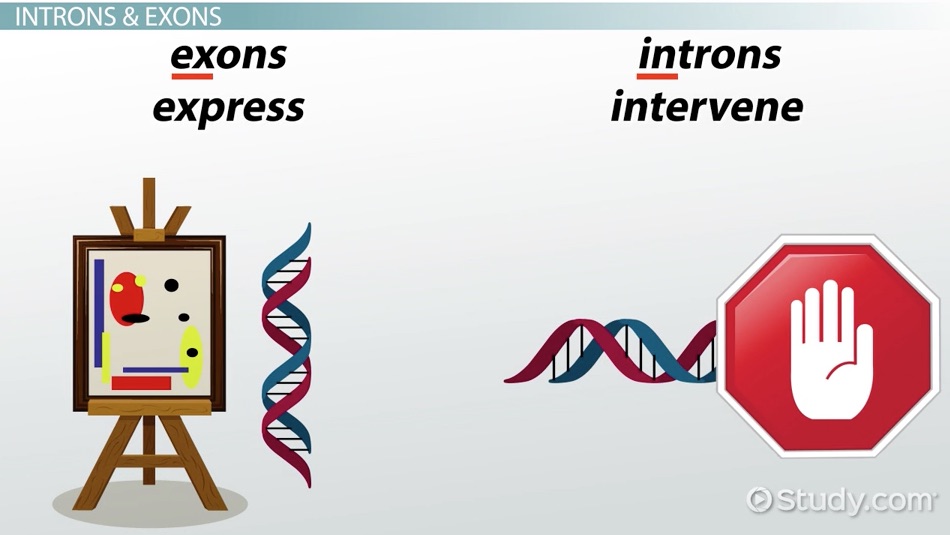 DNA Sequences in the Human Genome - Lesson | Study.com