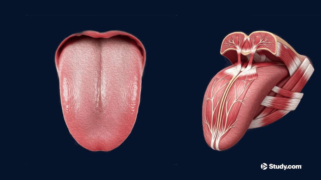 Genioglossus Muscle | Action, Function & Origin - Lesson | Study.com