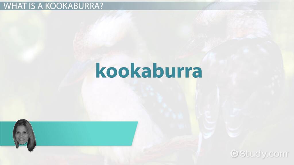 Kookaburra Facts: Lesson for Kids - Video | Study.com