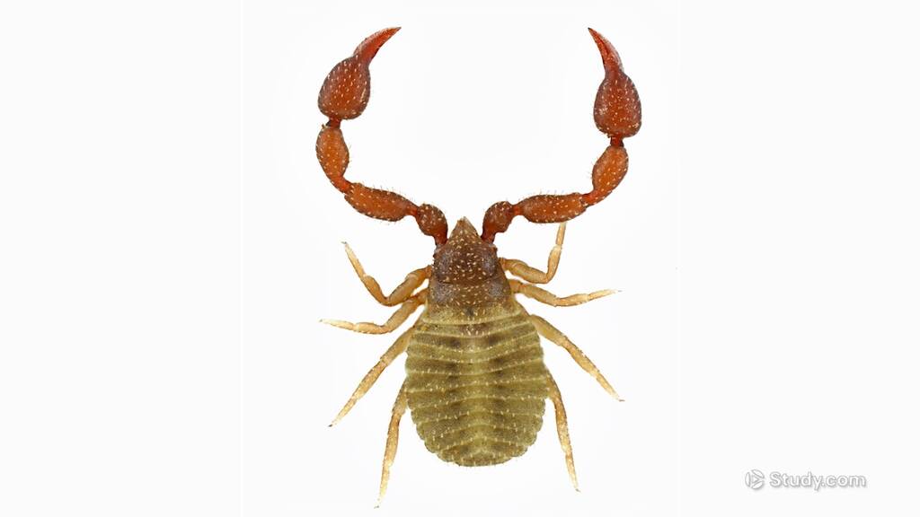 Pseudoscorpion Bite Symptoms