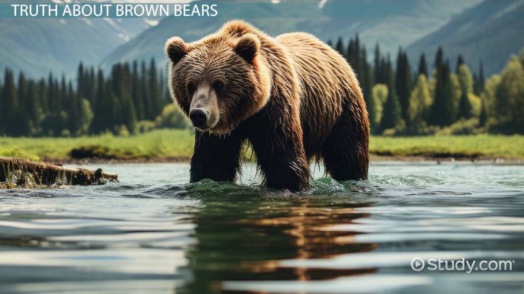 Brown Bear | Habitat, Facts & Diet - Lesson | Study.com