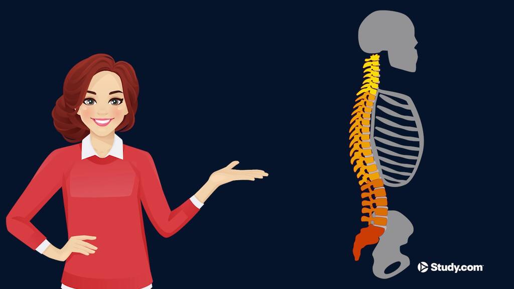 Coccyx Bone | Anatomy, Location & Function - Video | Study.com