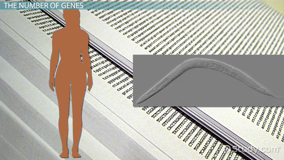 Human Genome Meaning, Size & Density - Lesson | Study.com